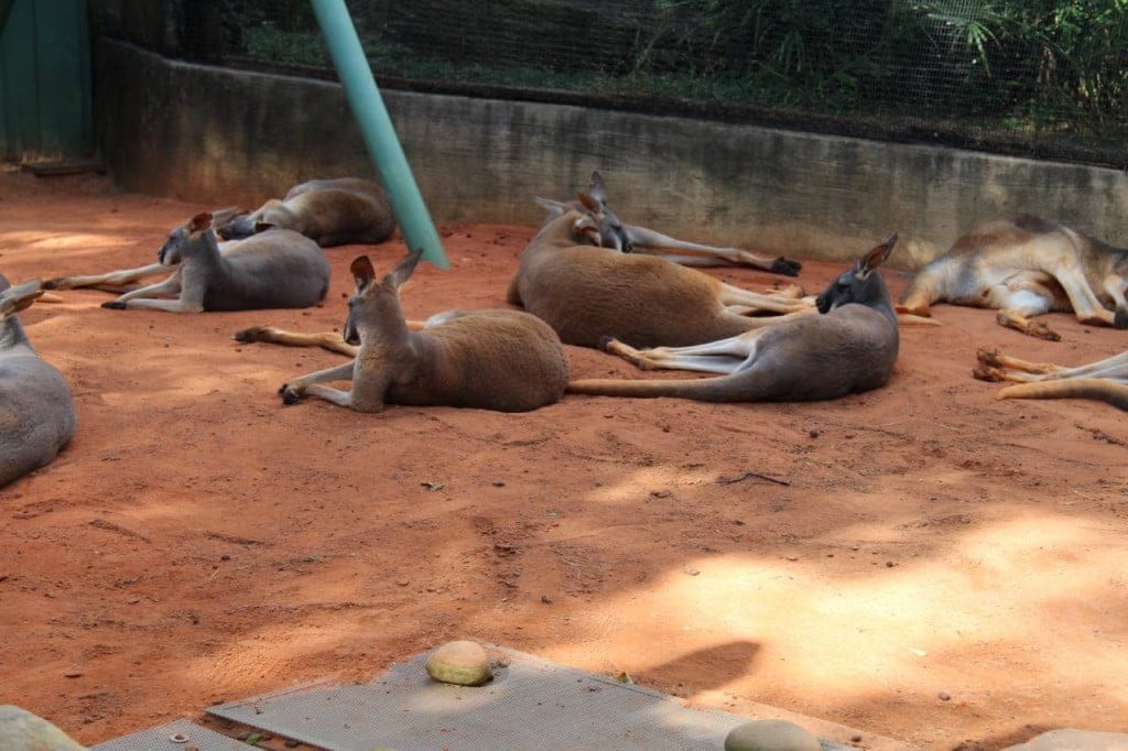 Como alimentar cangurus no Busch Gardens | Andreza Dica e Indica